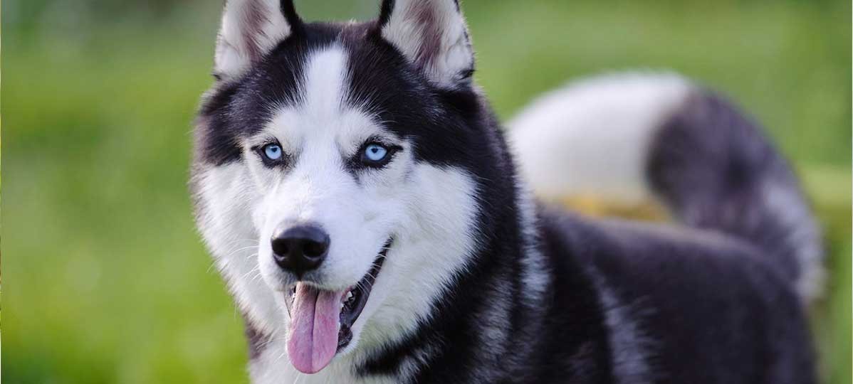 Агресивні і непередбачувані: 5 порід собак, які найчастіше кусаються - Новини